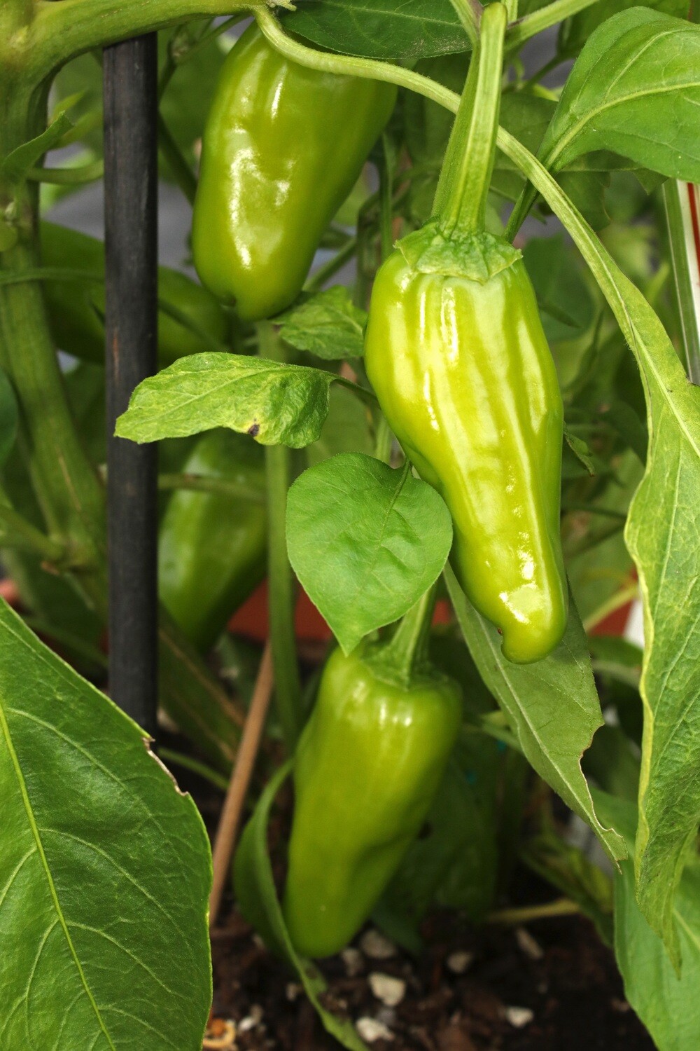 'Pepperoncini'