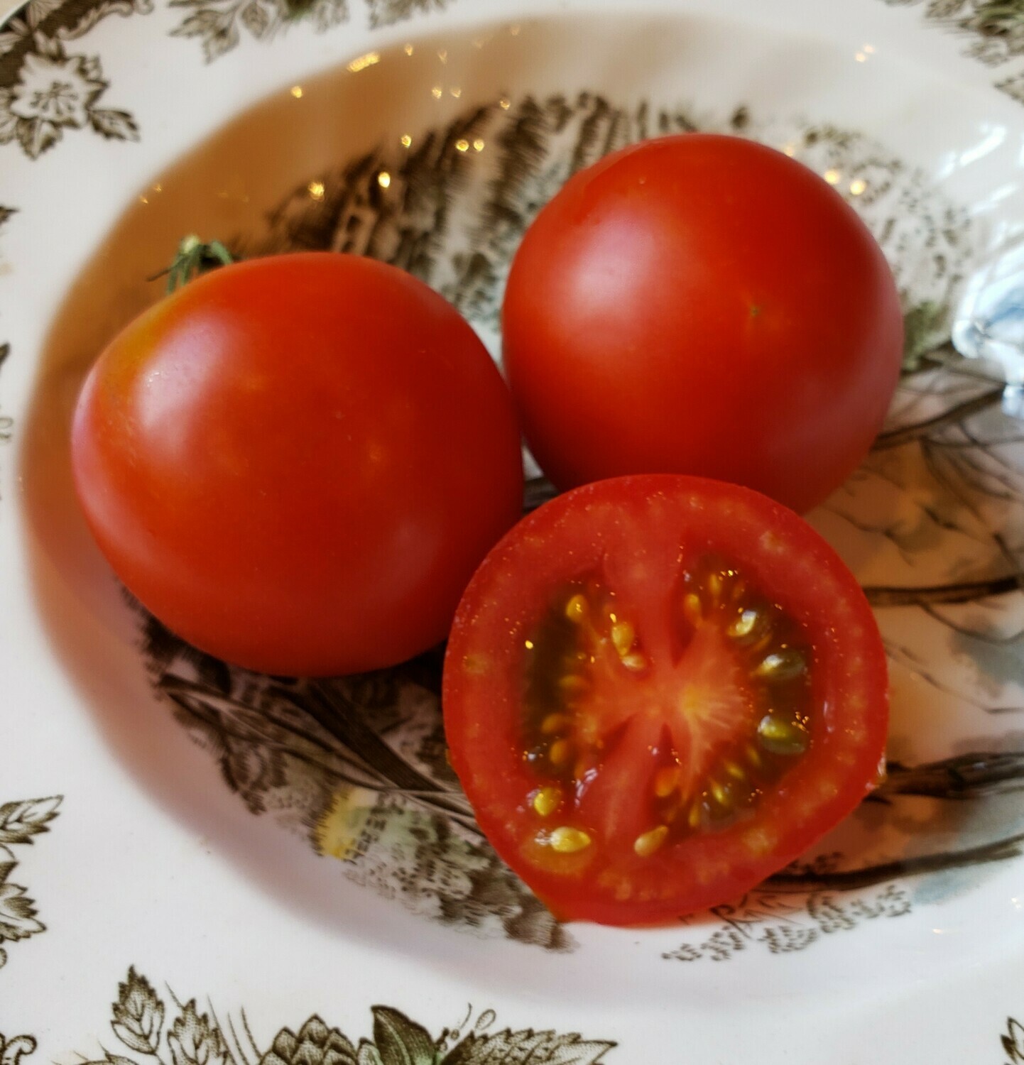 'Mountain Magic' Tomato