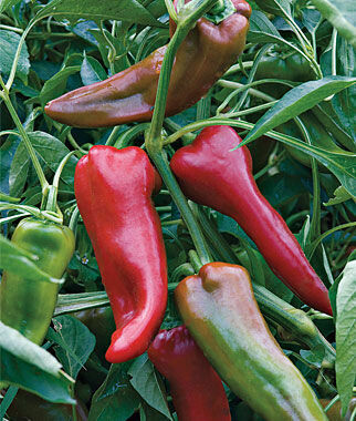 'Carmen' Pepper