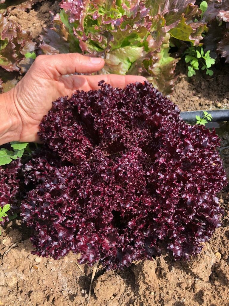 LATTUGA LOLLO ROSSA BIO