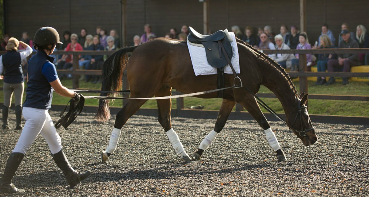 Online Equine Courses