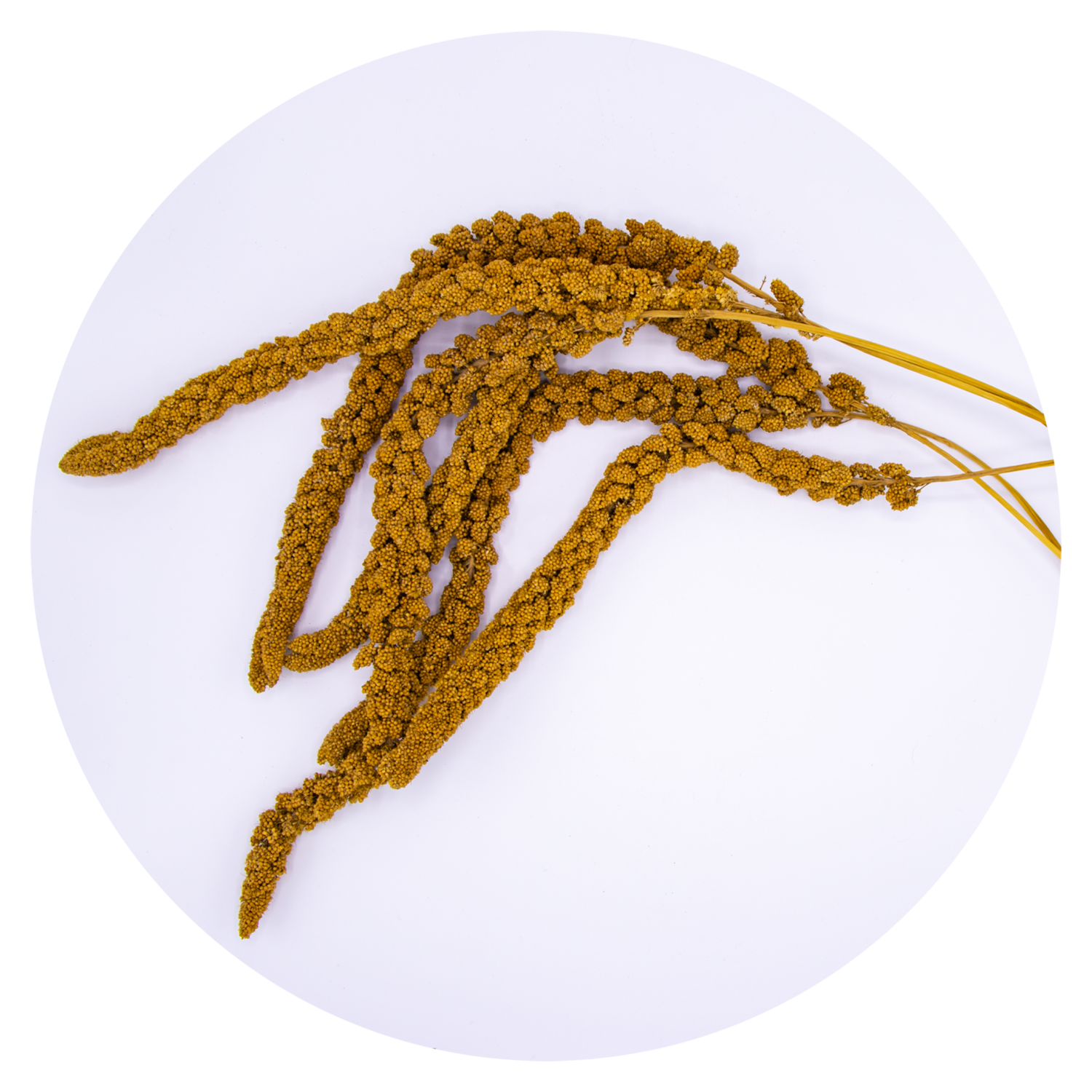 French Yellow Millet Sprays
