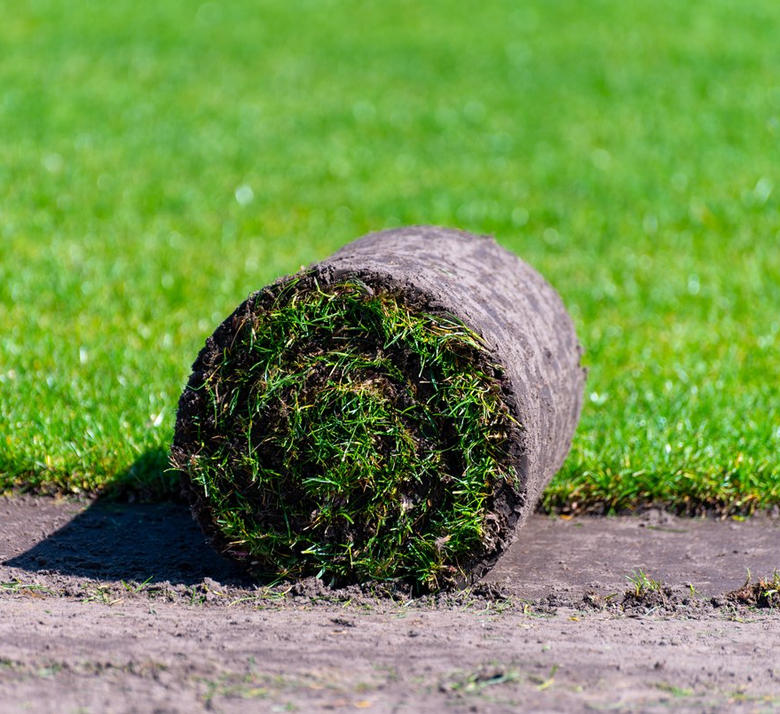 Lawn Turf