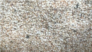 Uganda Sesame Seed