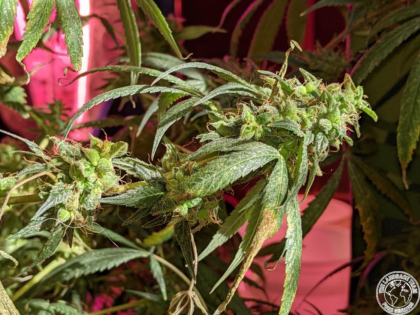 Iran Yazd - 10 Regular Seeds - The Landrace Team