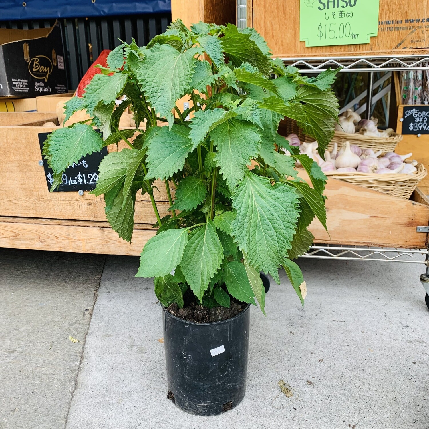 Farm Shiso Pot Farm Shiso Pot