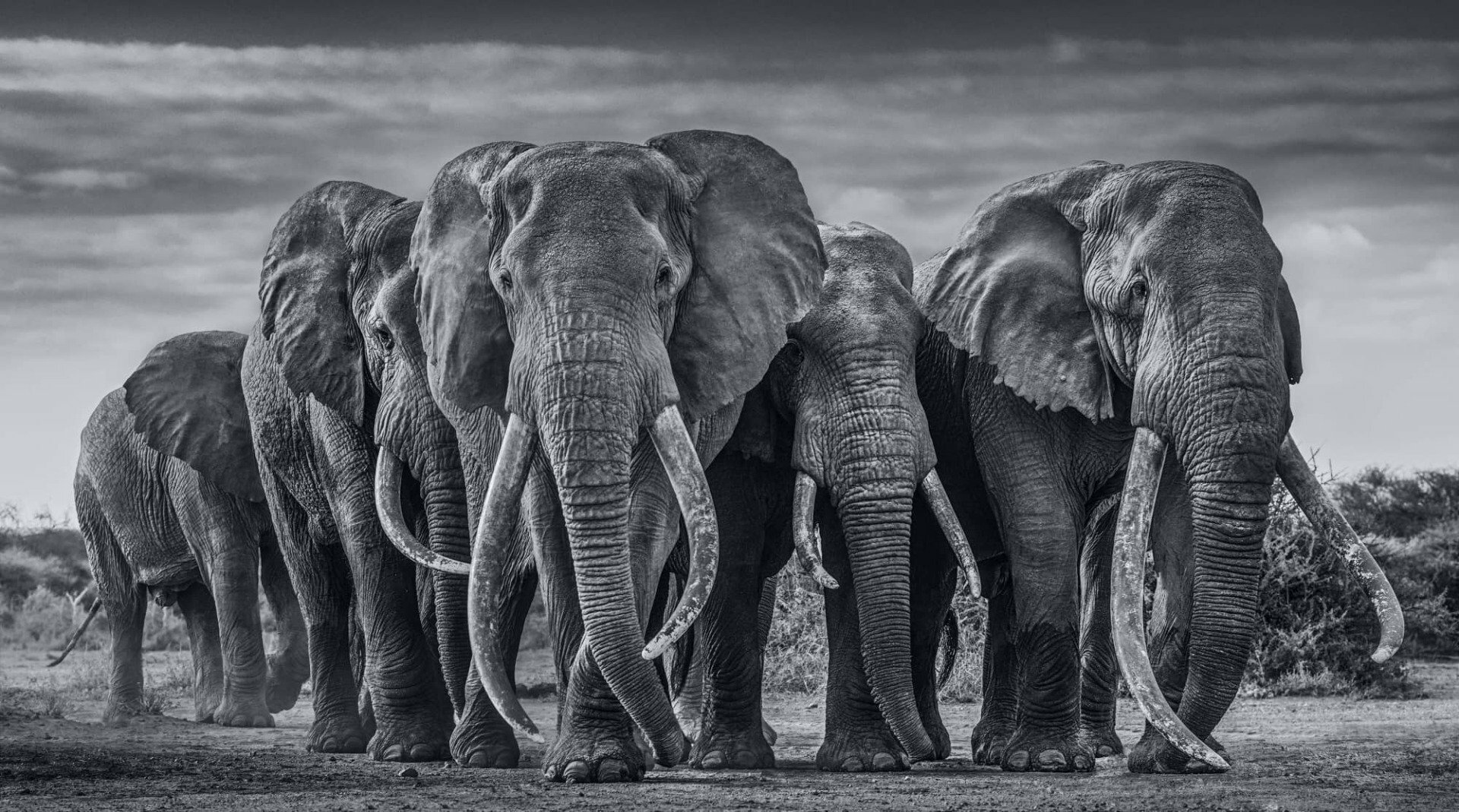 David Yarrow