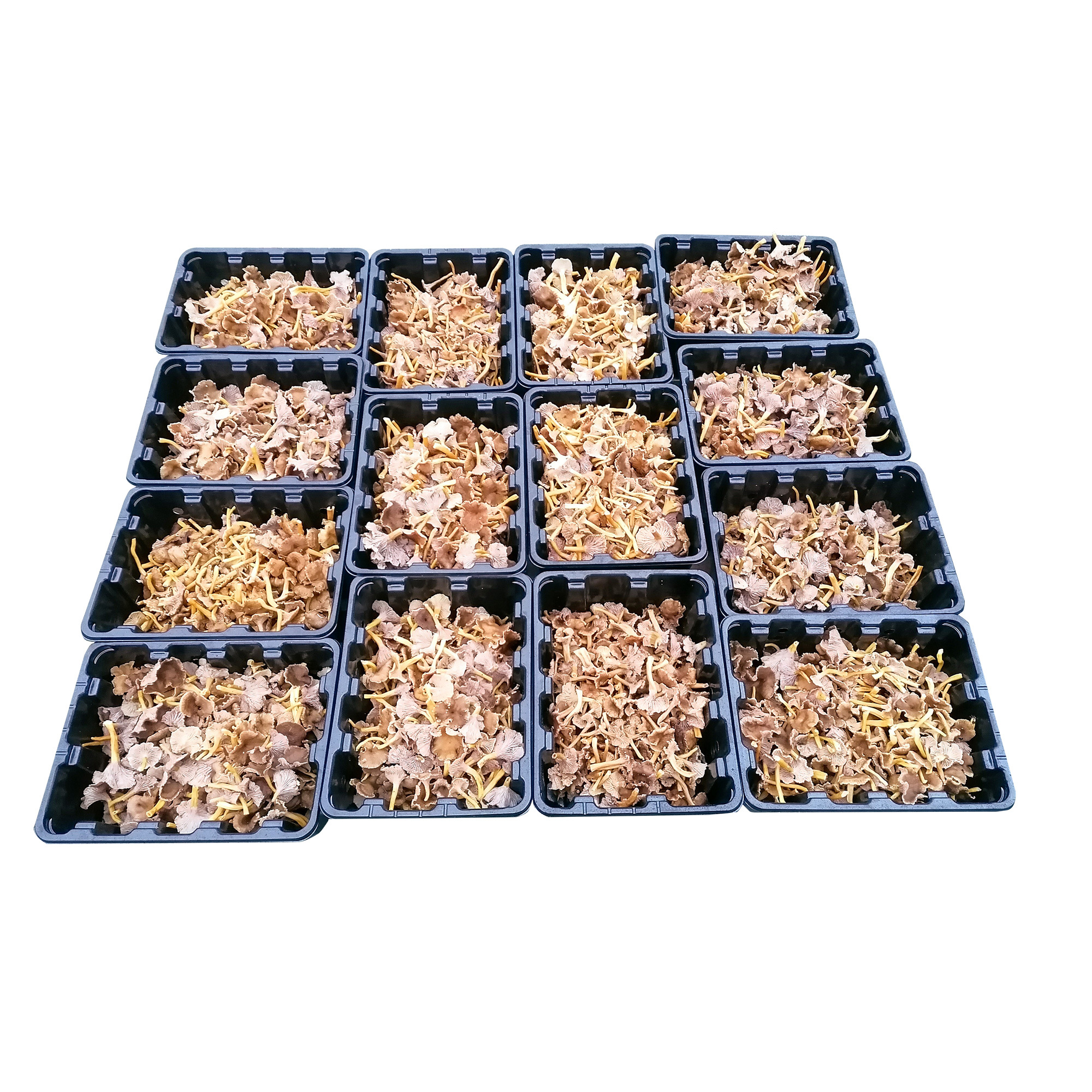 Wild Irish Mushrooms - Store - Ballyhoura Mountain Mushrooms