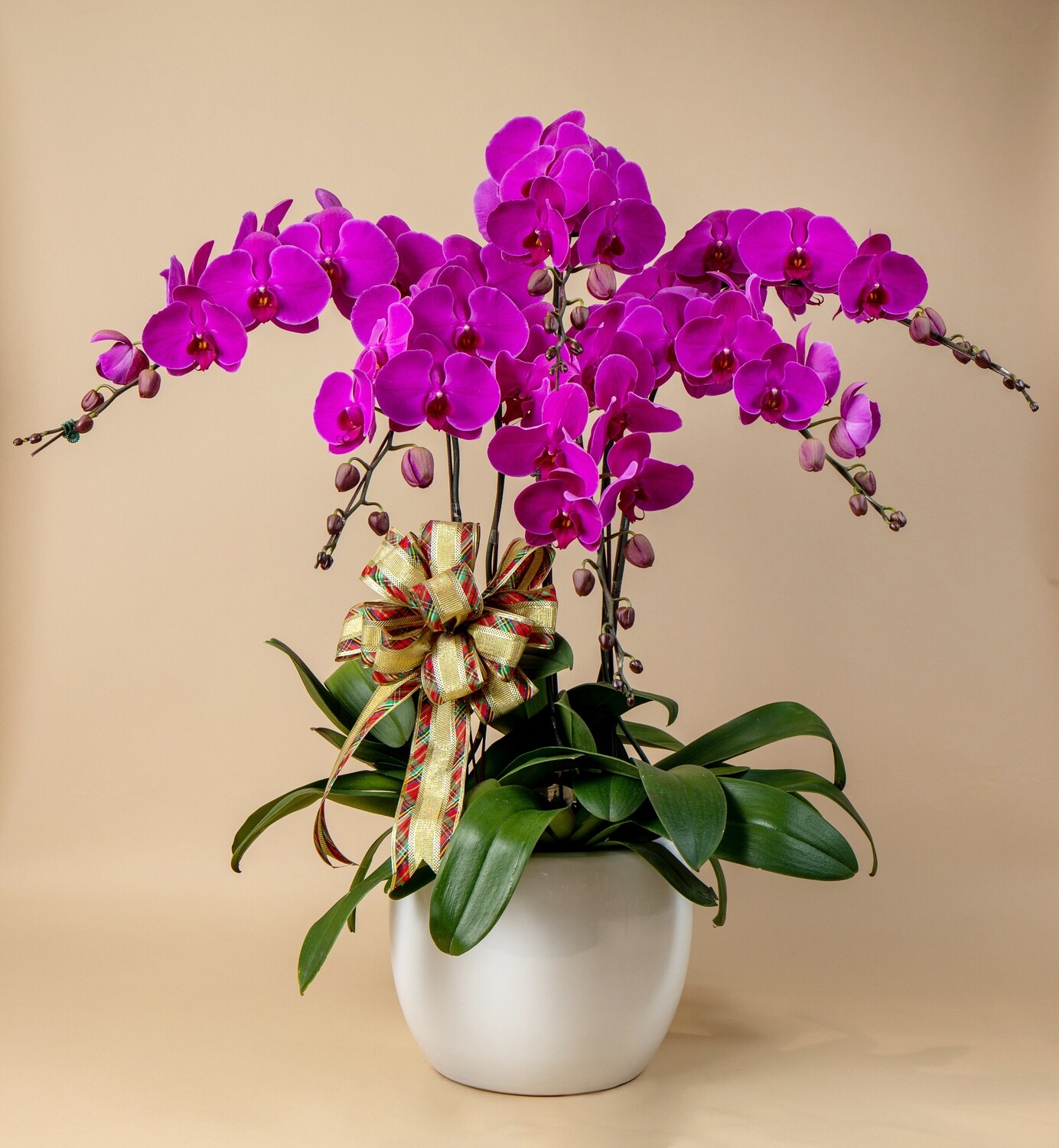 PURPLE ORCHID (6 STALK)