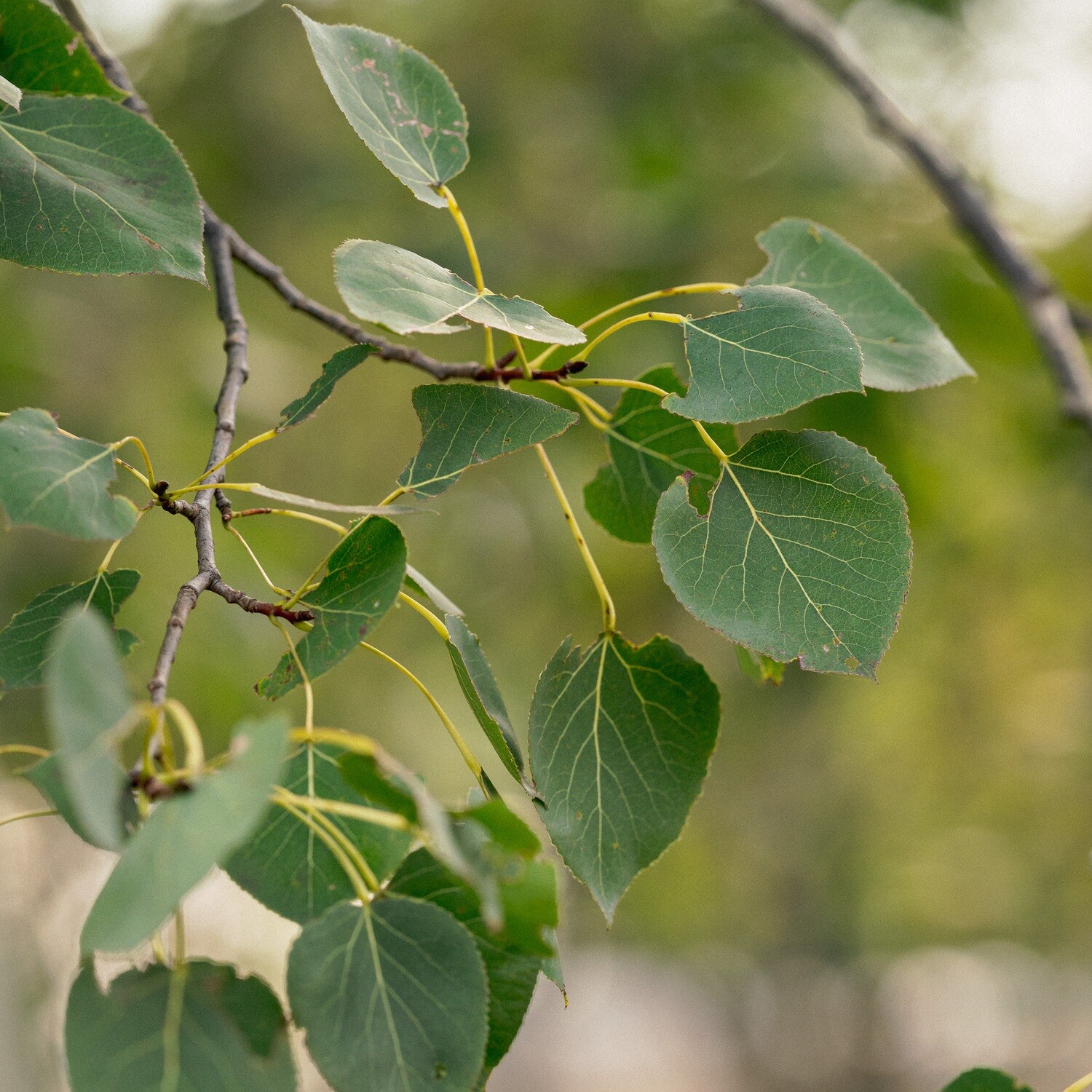 Perennials — Populus tremuloides – Trembling Aspen — Ontario Native ...