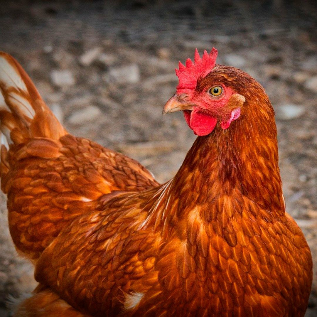 GALLINA