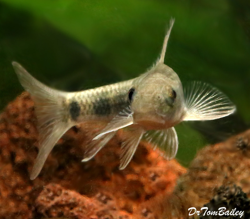 Premium Rare New, Spotted Garra Spilota Algae Eater