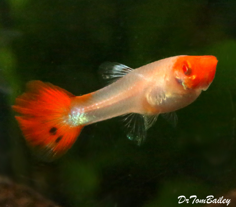 Premium FEMALE, New and Rare, Rummynose Fancy Guppy
