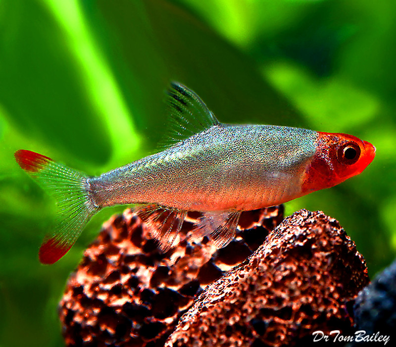 Premium Rare Rummynose Rasbora