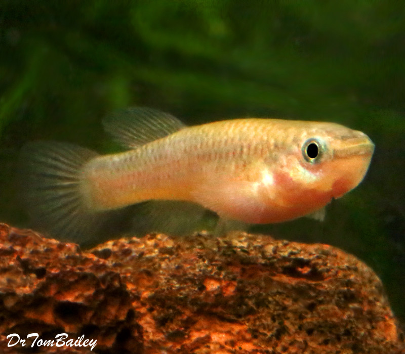 Premium FEMALE Gardneri Killifish, on Sale
