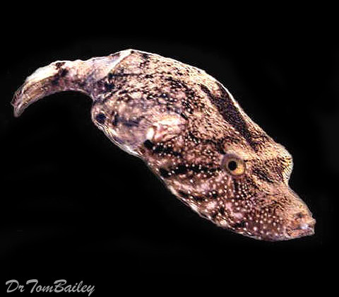 Premium WILD, Rare Freshwater Arrowhead Suvattii Pufferfish