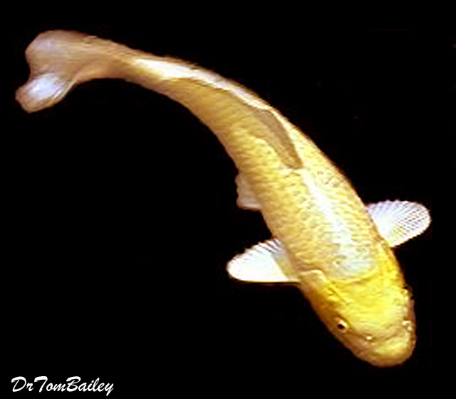 Premium Gold Ogon Koi
