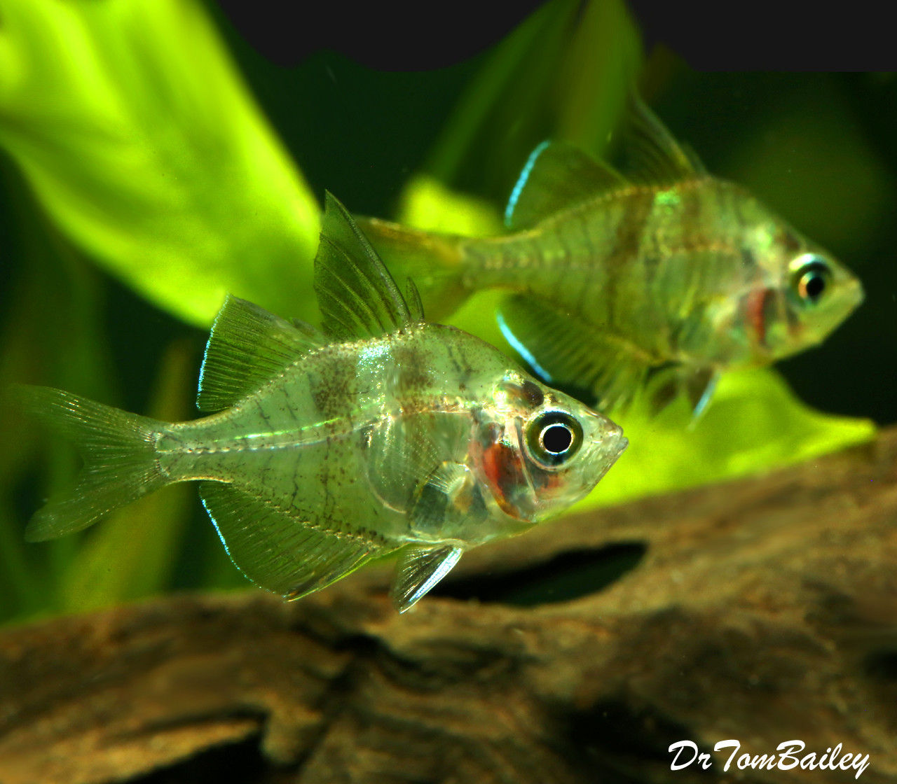 Premium Rare WILD, Indian Hifin Glass Perch