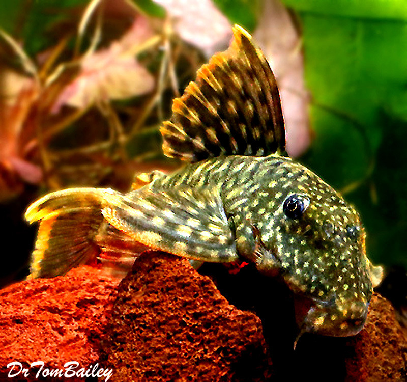 Premium New and Rare, WILD, Orange Seam Pleco, L106, Size: 2.5" to 3"