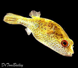 Premium Ocellated Pufferfish