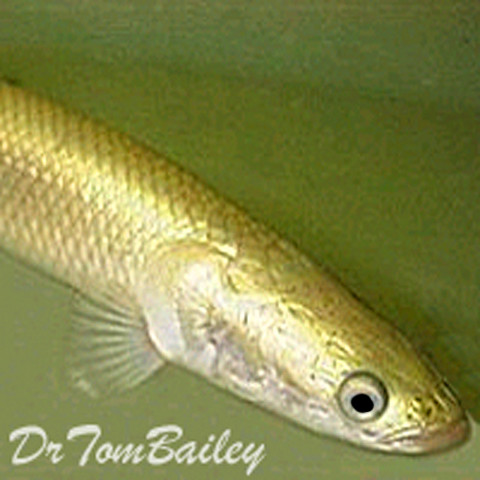 Premium Farm Raised Arapaima