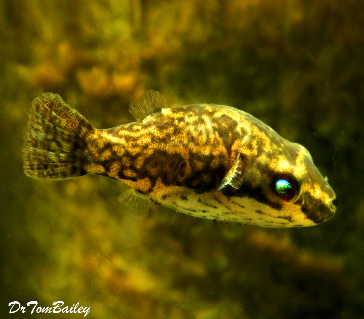Premium FEMALE Freshwater Redtail Red-Eye Dwarf Pufferfish