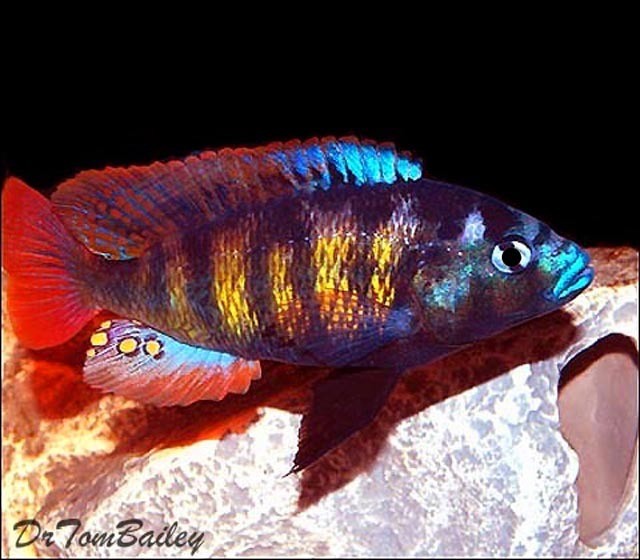 Premium Lake Victoria Pundamilia Nyererei Cichlid