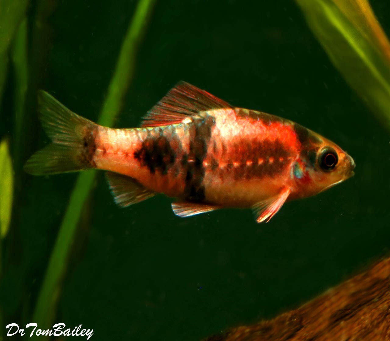 Premium New and Rare, Red Panda Barb, Size: 1.5" to 2"