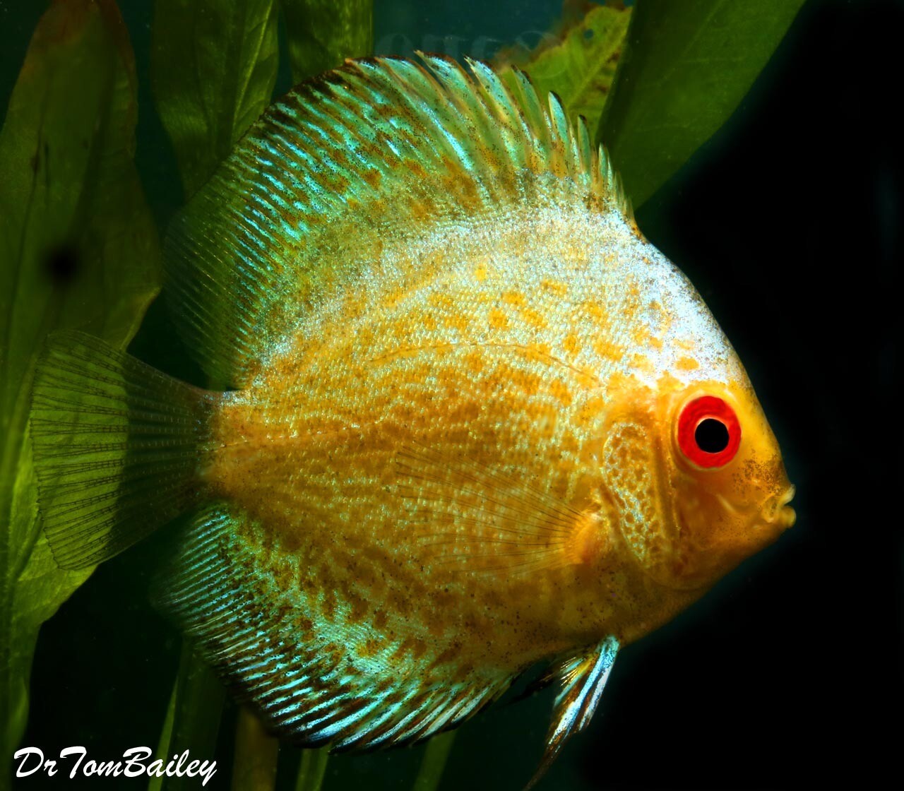 Premium Super Red Turquoise Discus