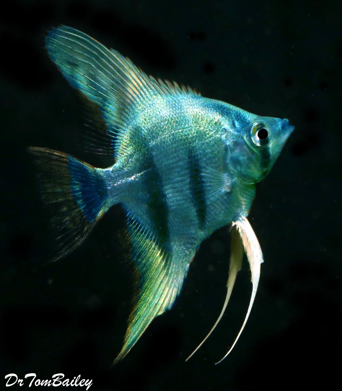 Premium Rare Blue Cobalt Zebra Angelfish, 2 to 2.5" tall