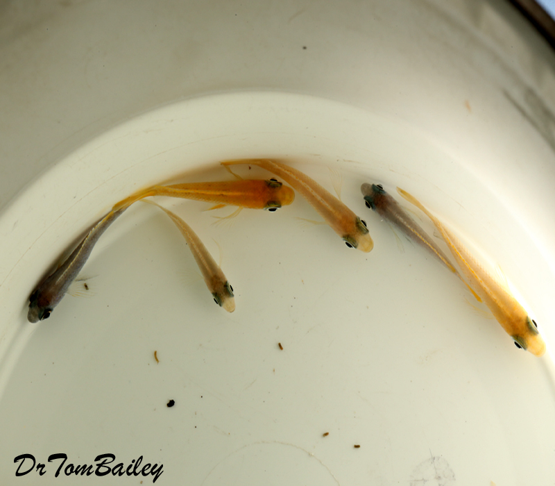 Baby Fish - Born Here