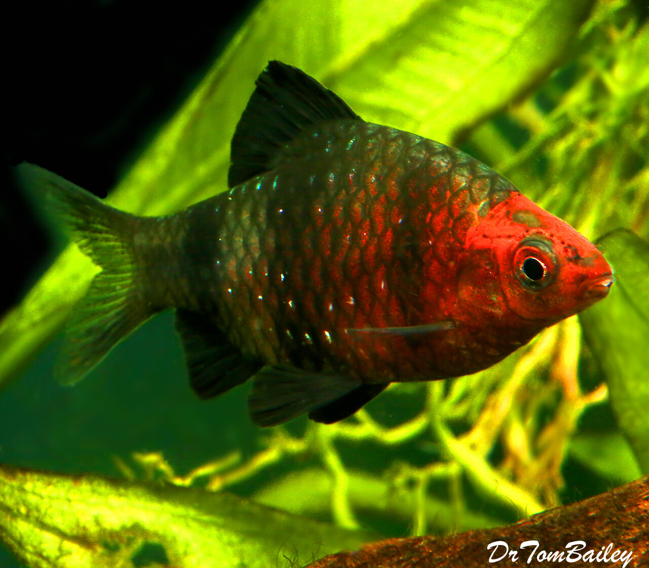 Premium Black Ruby Barb