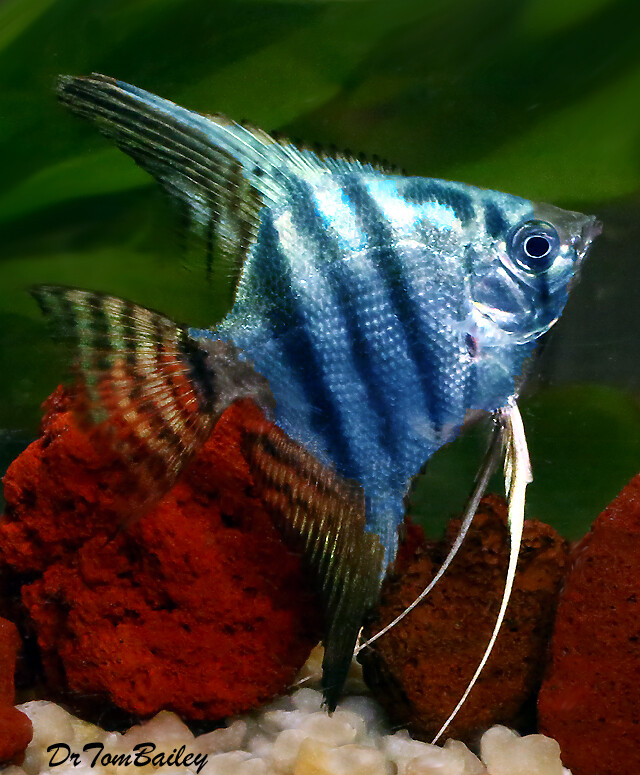 Premium Philippine Blue Angelfish
