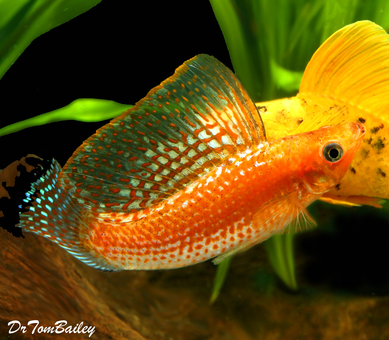 Premium MALE Rare Sparkling Sail Fin Molly