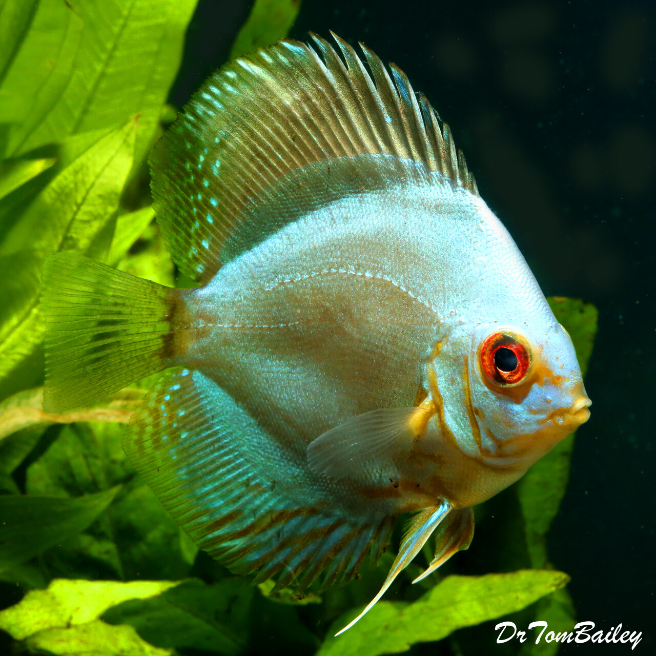 Premium WYSIWYG Blue Diamond Discus