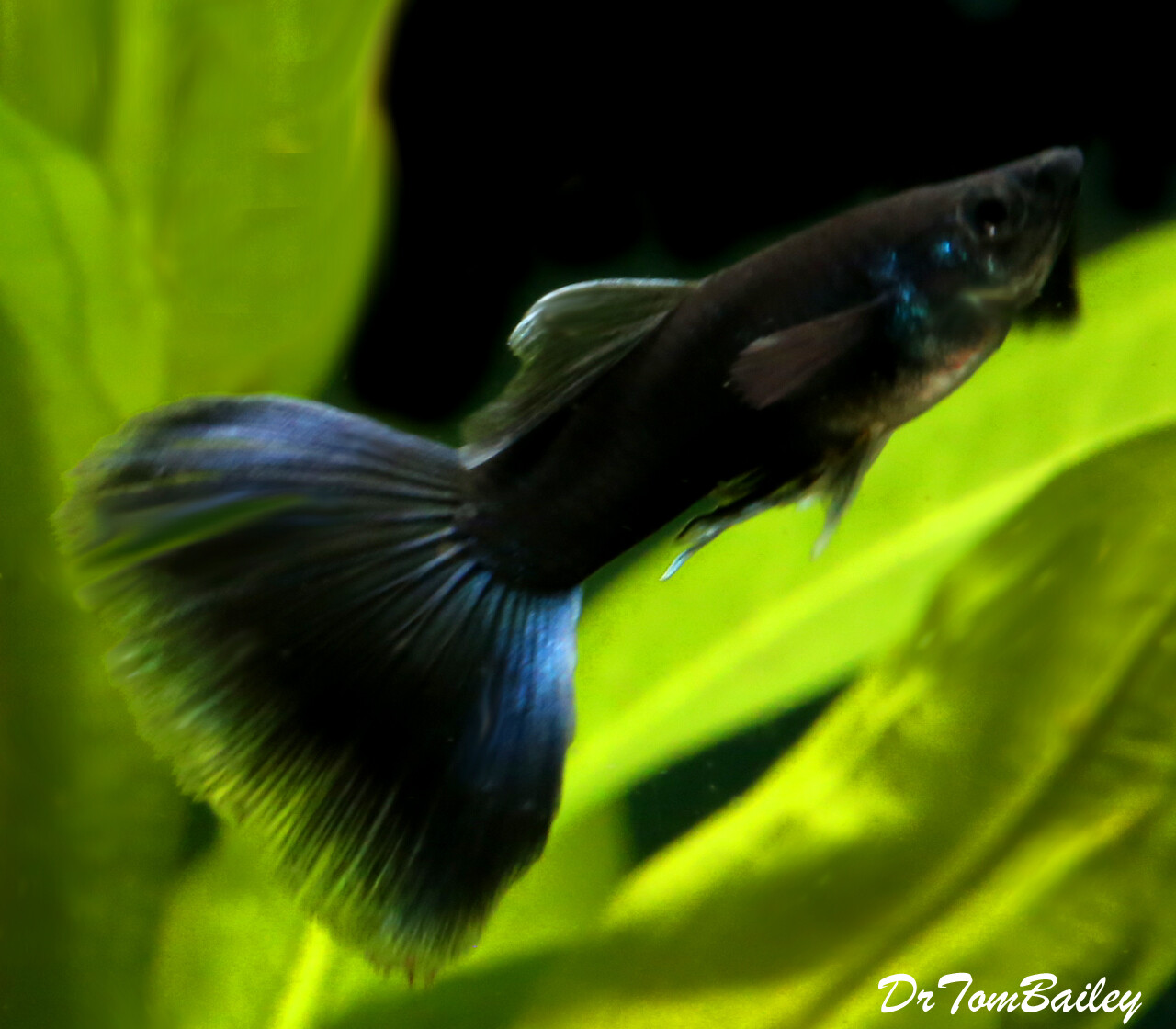 Premium MALE Rare Moscow Black Fancy Guppy, on SALE