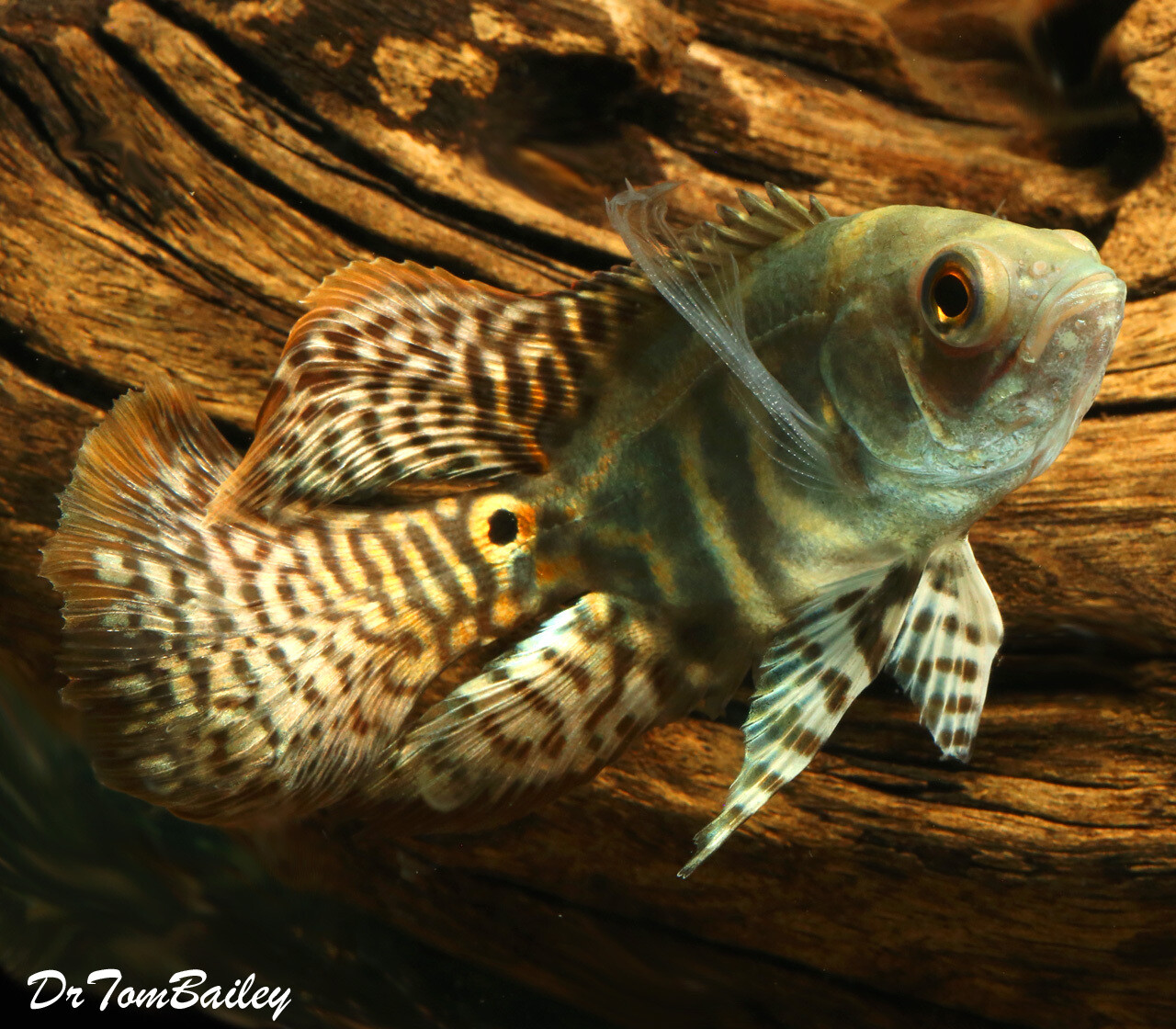 Premium Tiger Veiltail Oscar Cichlid