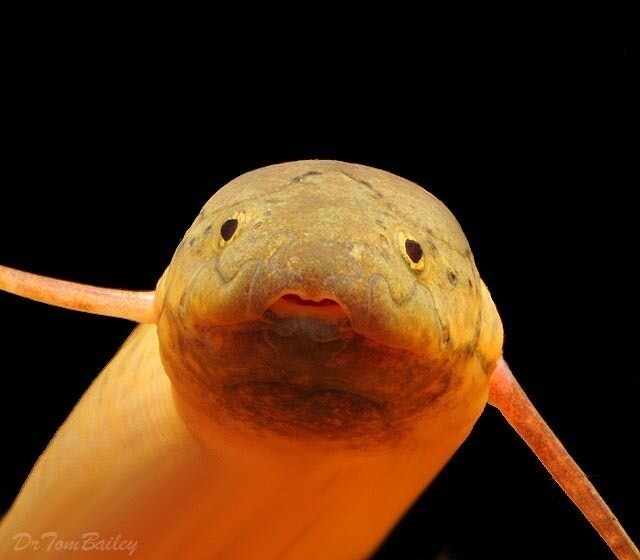 Premium Rare WILD African Lungfish