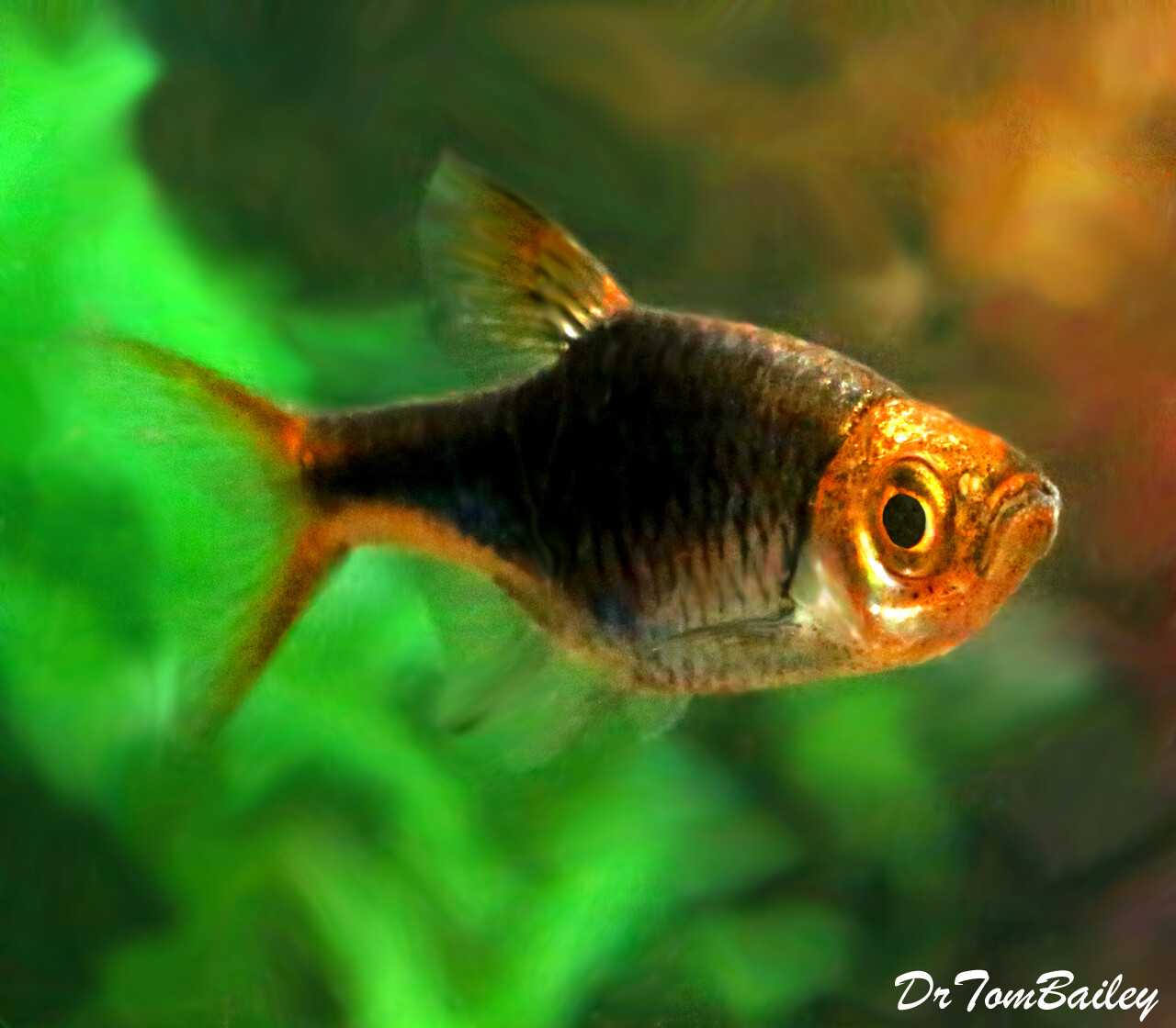 Premium Rare Black and Purple Harlequin Rasbora, Nano Fish