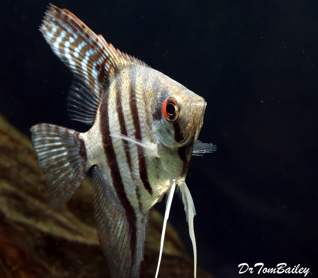 Premium Tiger Angelfish