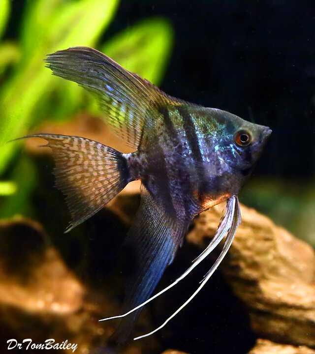 Premium Zebra Lace Angelfish, Size: 2" to 2.5"