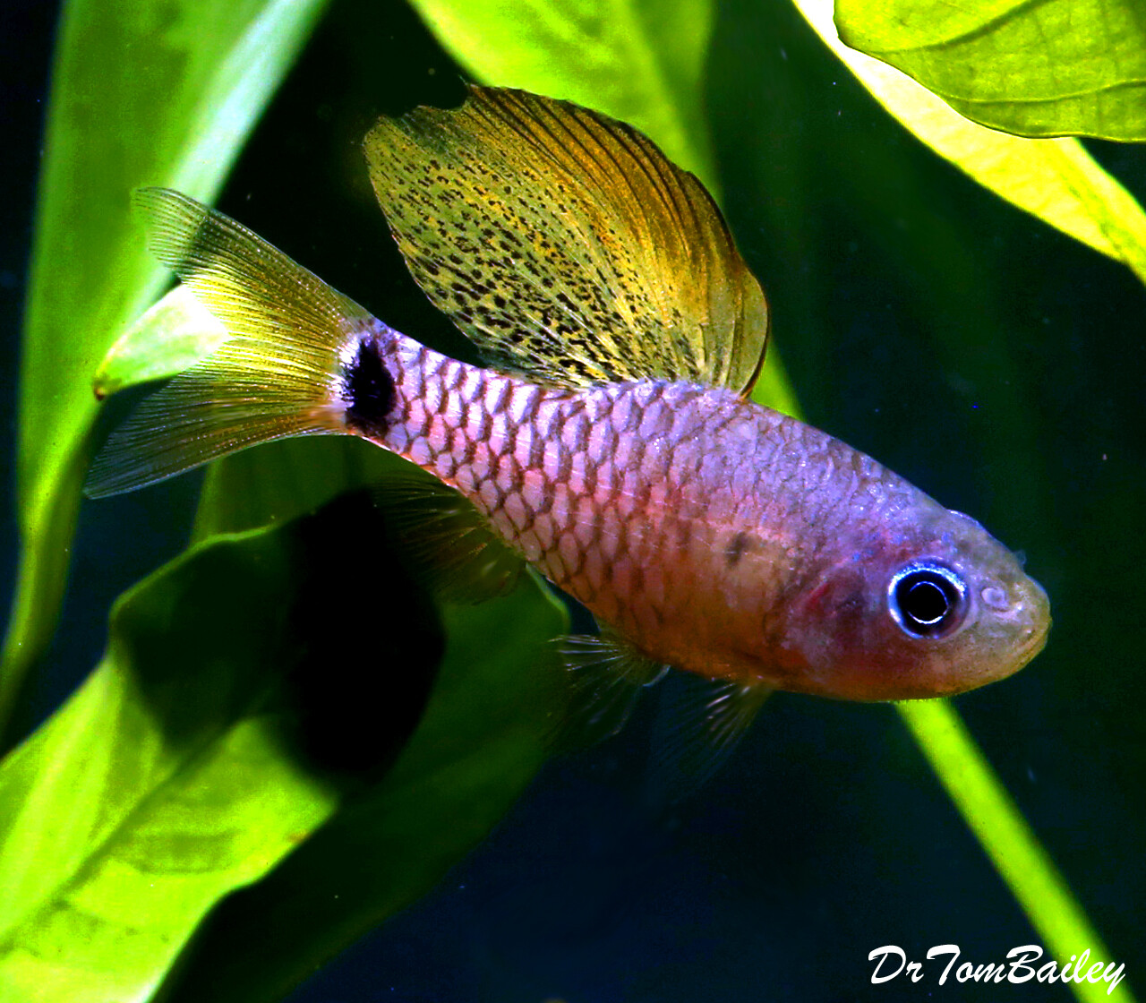 Premium Rare and New, High Fin Headstander Barb