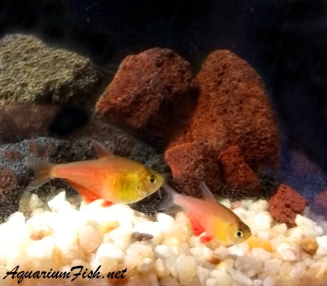 Premium Rare and New, Orange Tetra von Rio