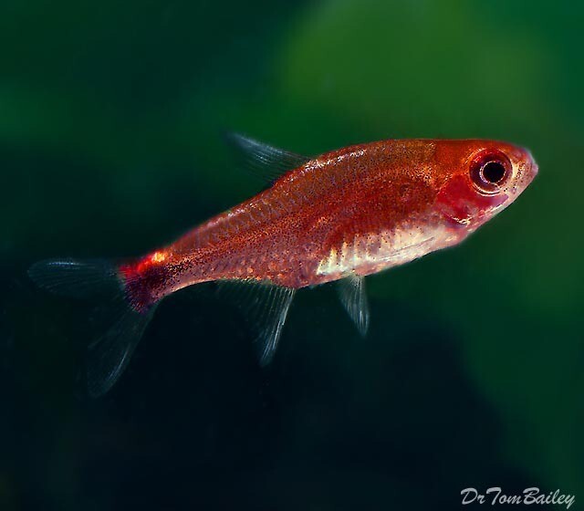 Premium Rare Ruby Tetra