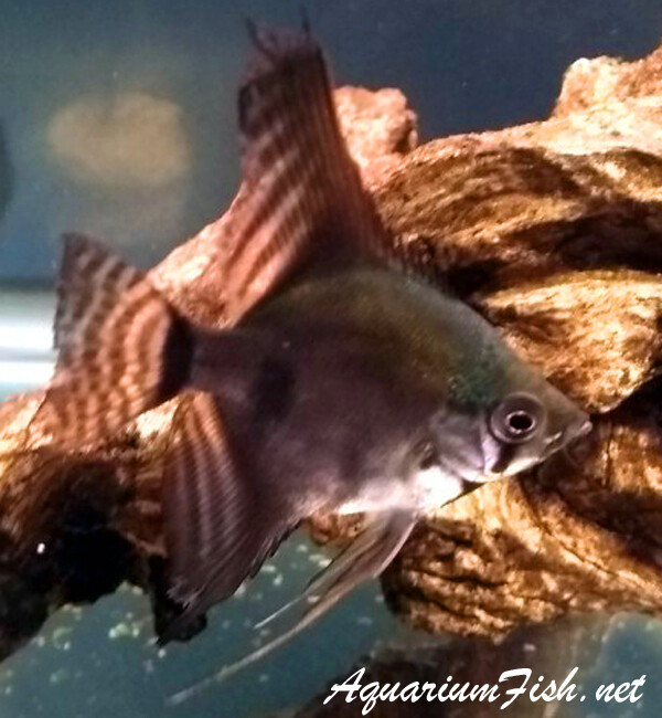 Premium Rare New, Dark Smoke Pinoy Angelfish