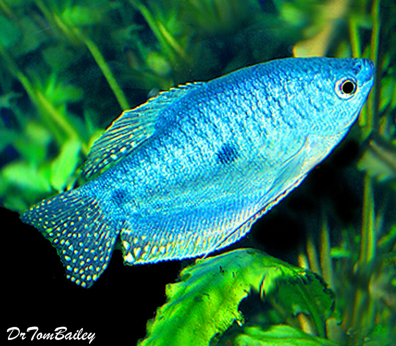 Premium Blue Gourami, on SALE