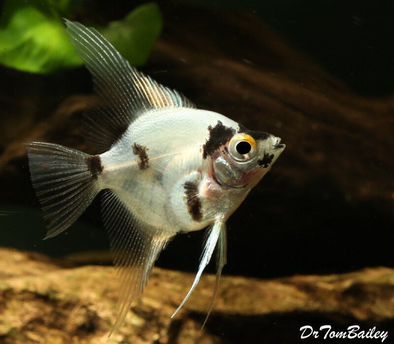 Premium Rare Panda Angelfish, on SALE