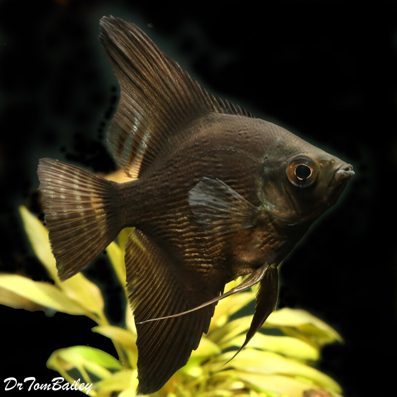 Premium Black Pearlscale Angelfish