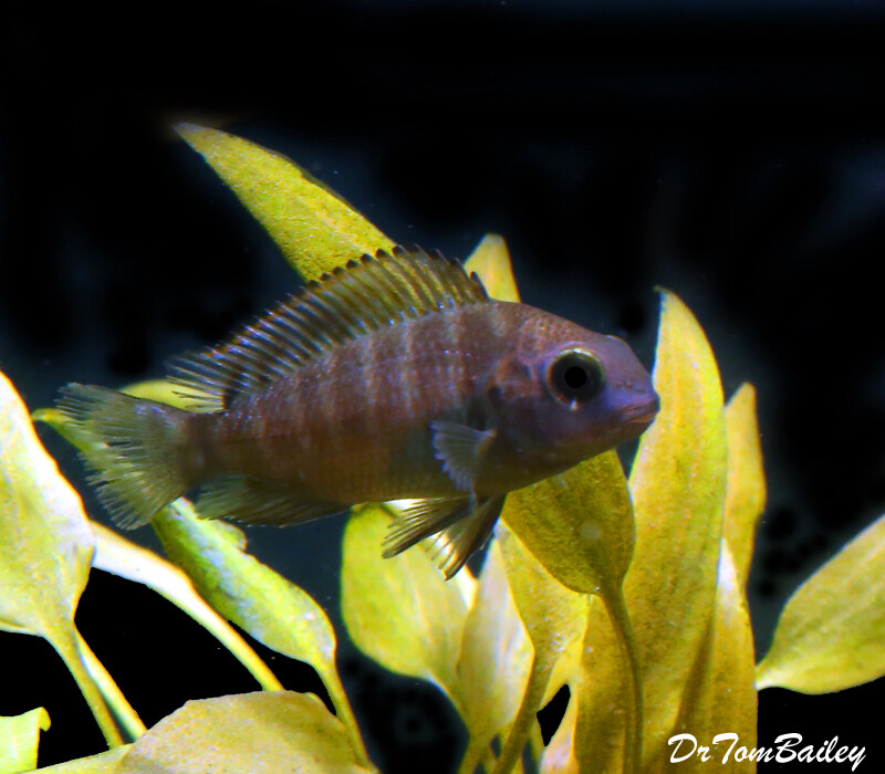 Premium Rare and New, Lake Tanganyika, Tropheus Moorii cf. Ikola ...