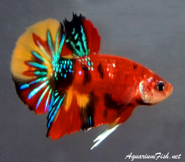 Premium MALE Super Candy Koi Plakat Betta